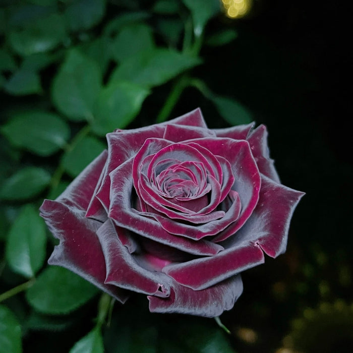 Black Baccara Rose – Near-Black Blooms & Dramatic Elegance
